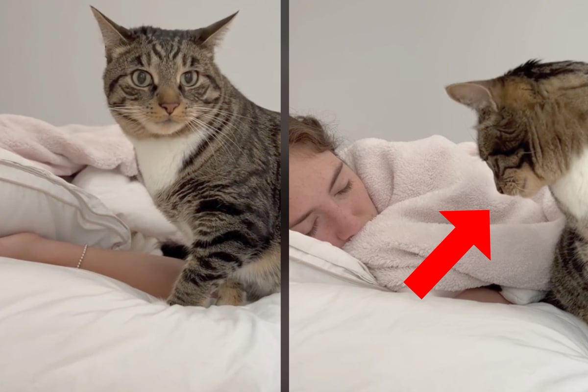 Cat "alarm clock" wakes up owner with full-forced chomp on TikTok