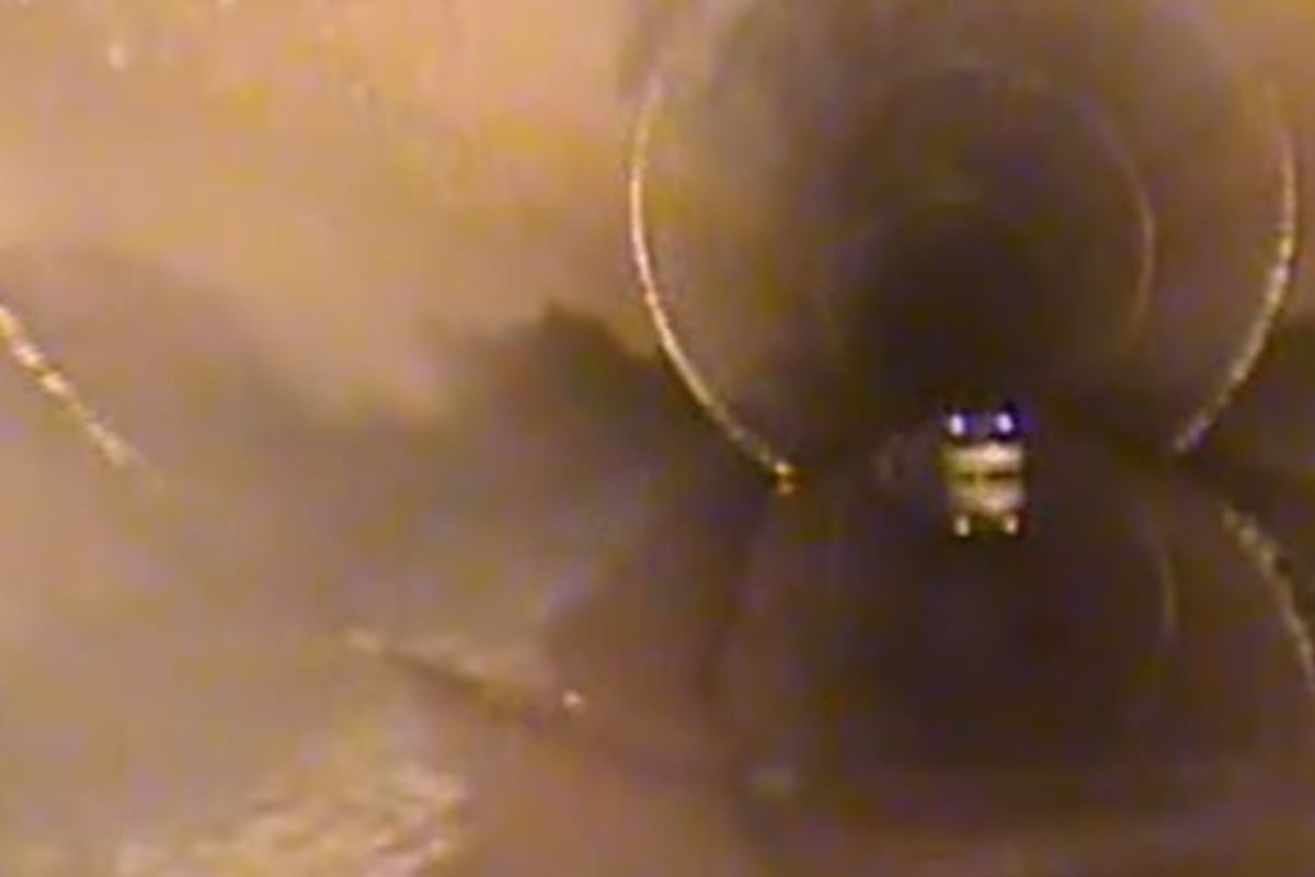 It's not a frog: Construction workers find an unexpected threat in sewer