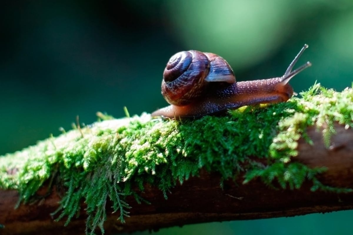 What is the slowest animal in the world?