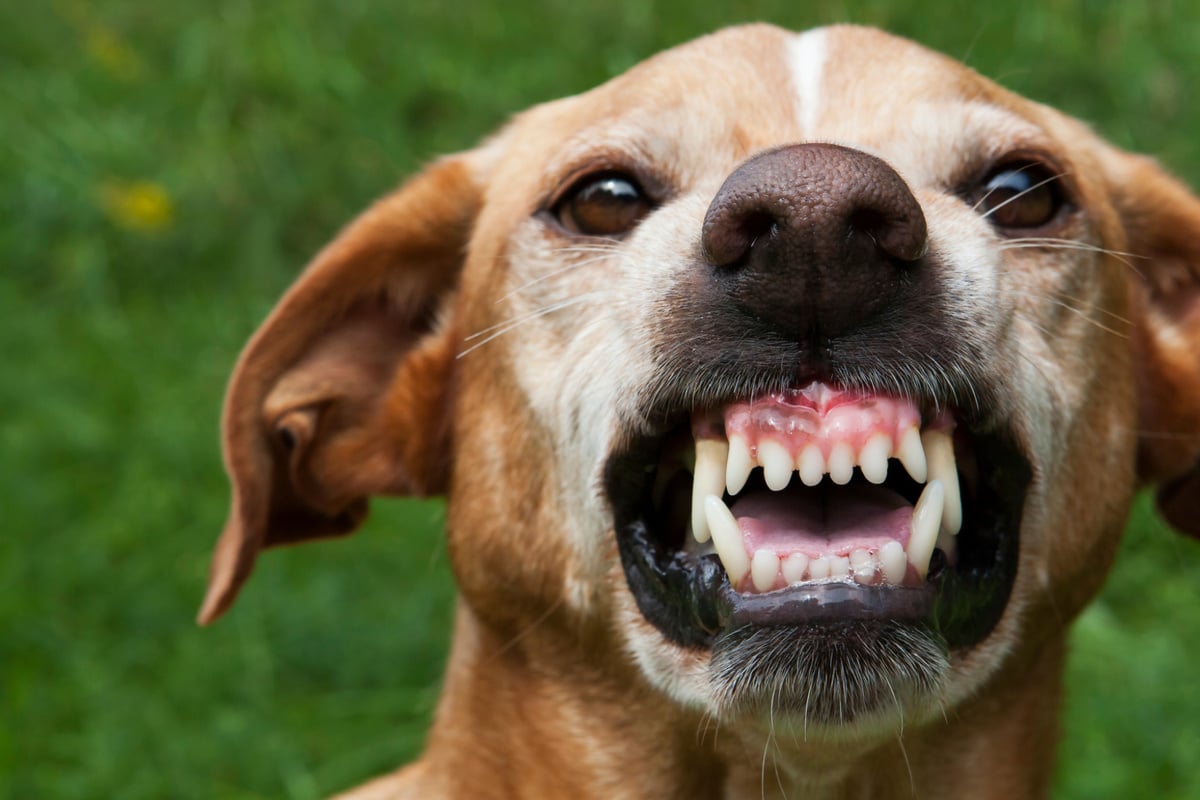 Werwolf-Syndrom bei Hunden: Verbraucherschützer warnen vor gefährlichen ...