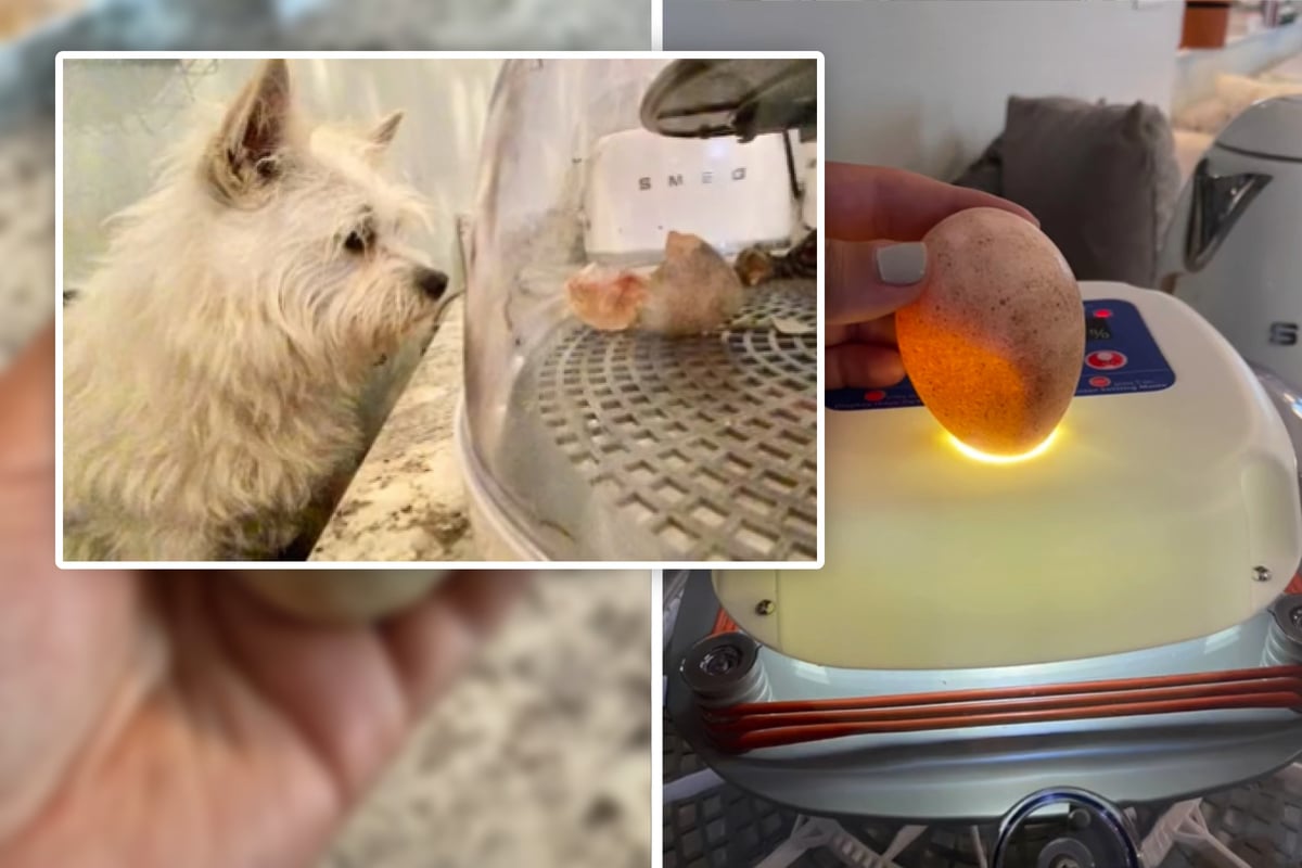 Dog finds egg and helps hatch her new best friend