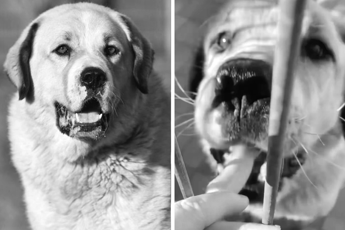 Herzzerreißend: Hund Fred stirbt ohne Happy End, aber mit Abschied ...