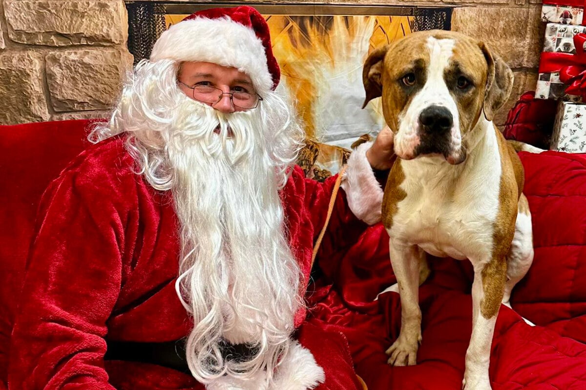 Samotny przed Świętami: pies Walter zostawiony przed schroniskiem dla ...