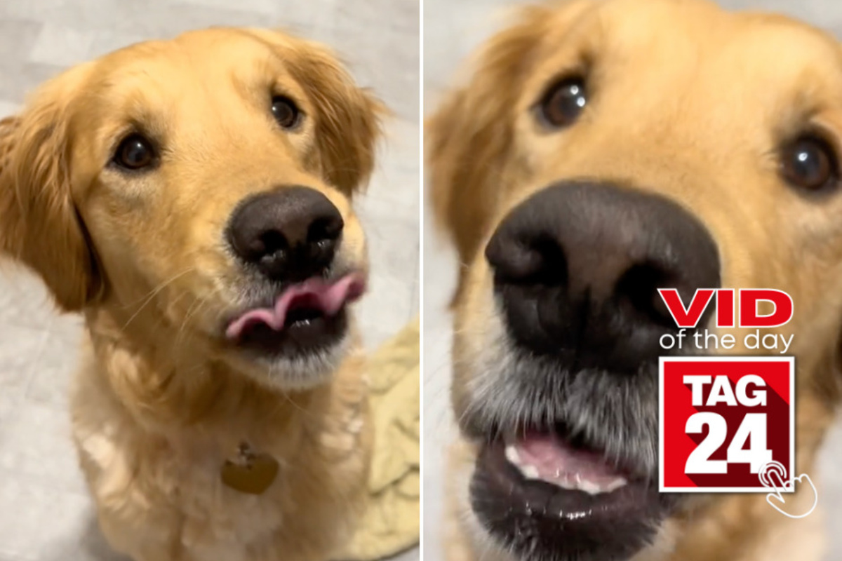 Viral Video of the Day for July 17, 2023: Side-splitting dog rates ...