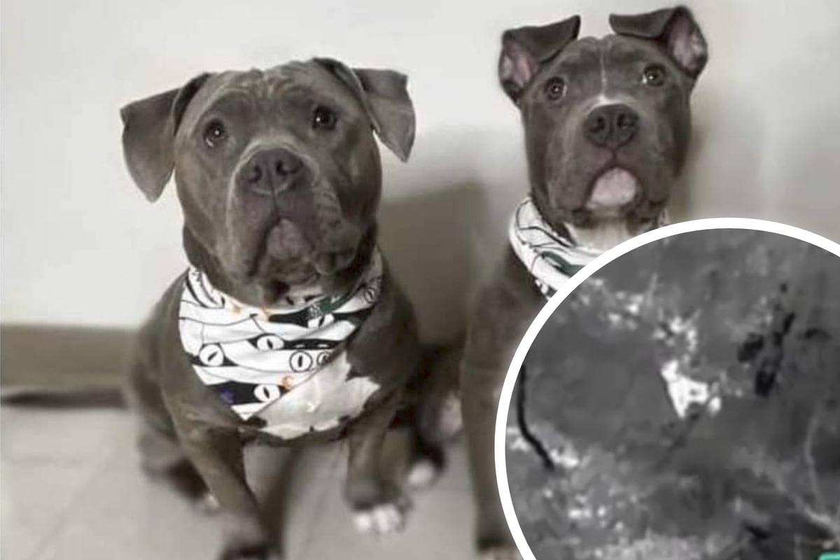 Dog helps find his sister in dramatic rescue after fatal crash