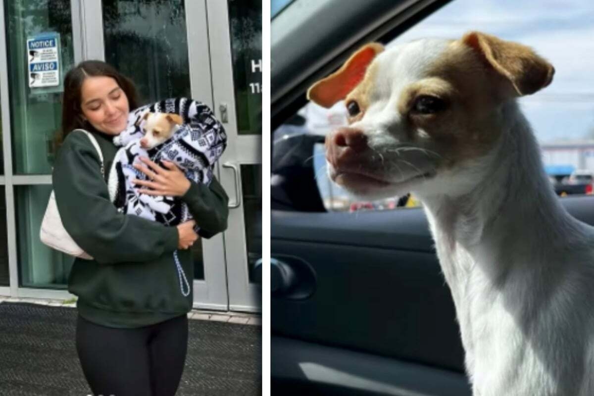 Dog owner cries when she finds out tragic reason why rescue pup was ...