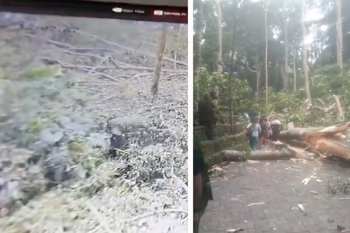 Bali: Zwei Tote nach Baumsturz in Touristenattraktion