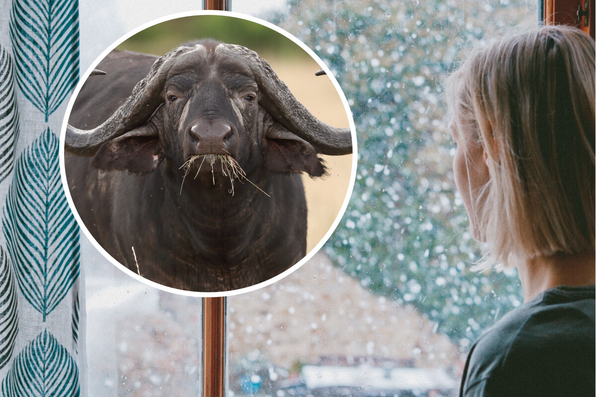 Woman looks out window only to discover water buffalo in pool