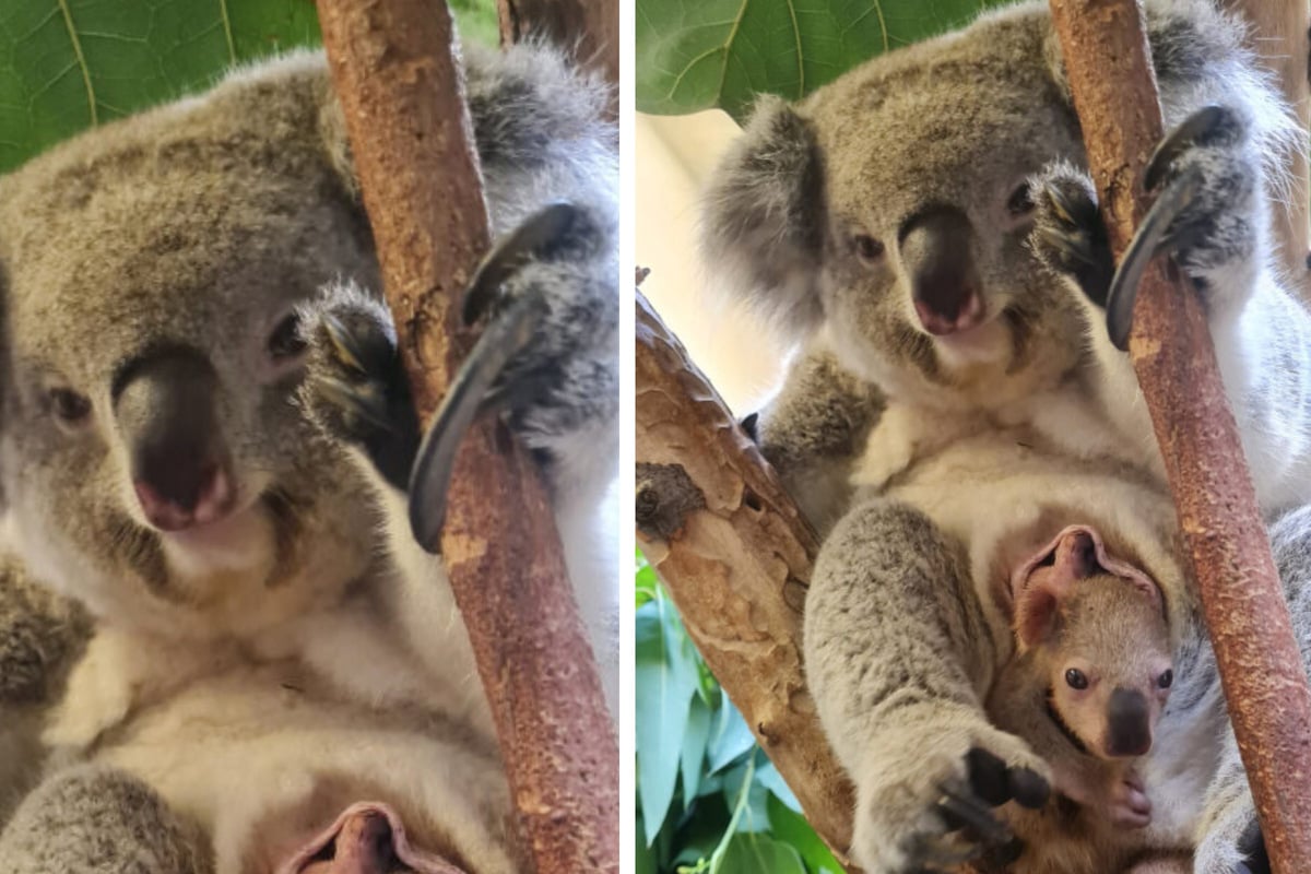 Dresdner Zoo: Koala-Baby linst aus Mama Eerins Beutel