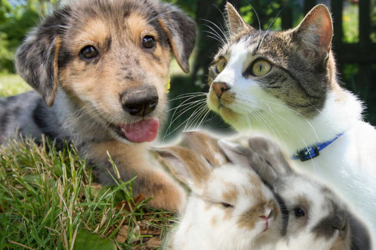 5 Dinge, die Du vor Deinem Besuch im Tierheim wissen musst