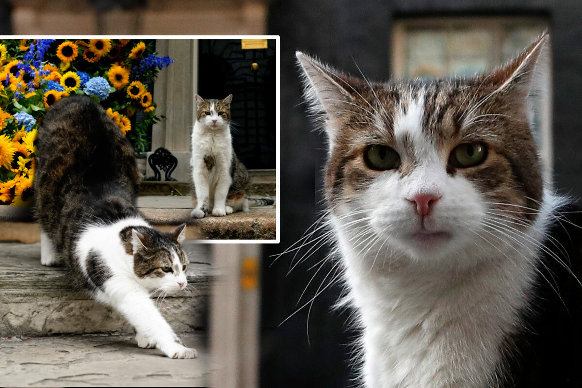 Larry bleibt! Berühmter Kater hat den vierten Boss