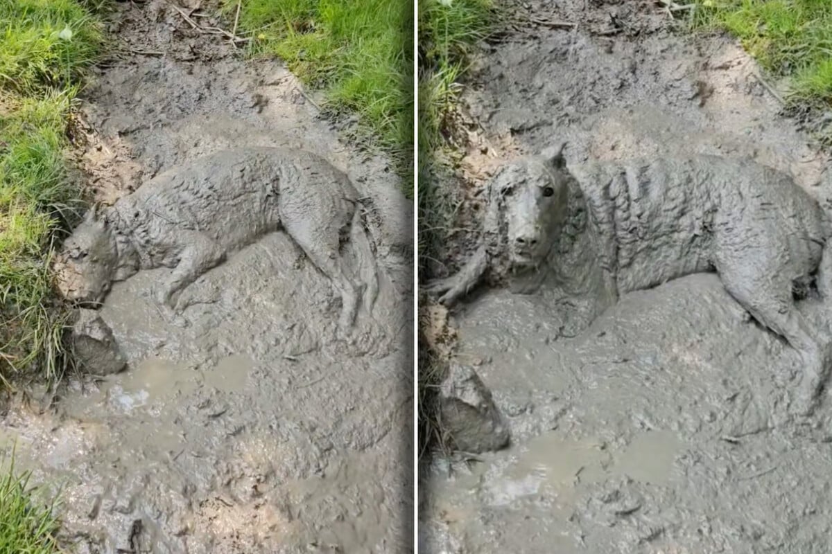 Hund nach Schlammbad kaum wiederzuerkennen: Vor allem eines fragen sich ...