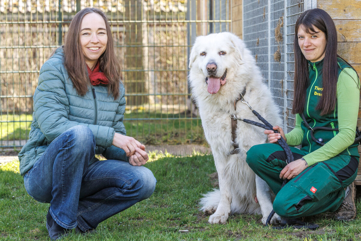 Tierschutz in Dresden: Herausforderungen und Erfolge im Tierheim