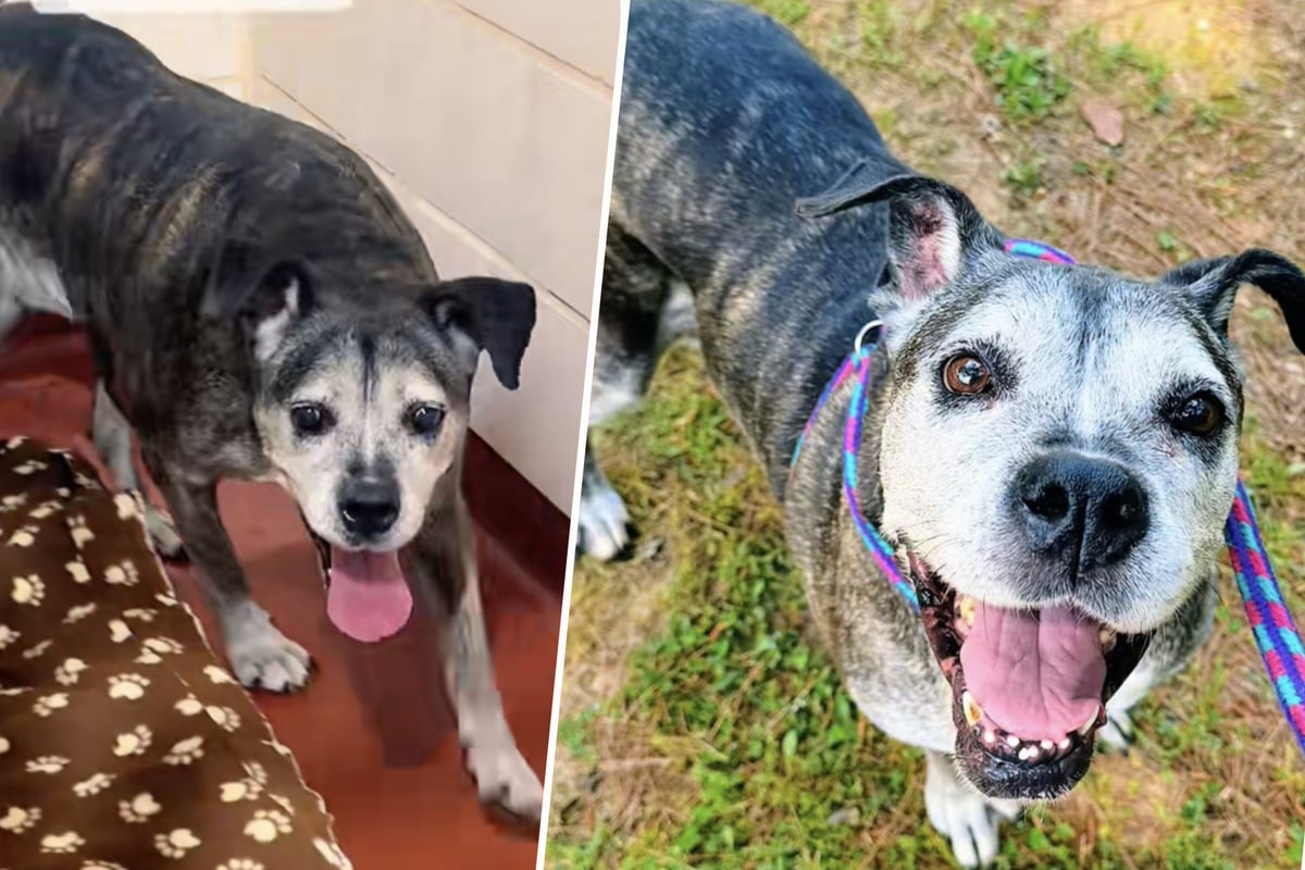 Heartbroken senior dog looks for new family after owner's death: "The ...