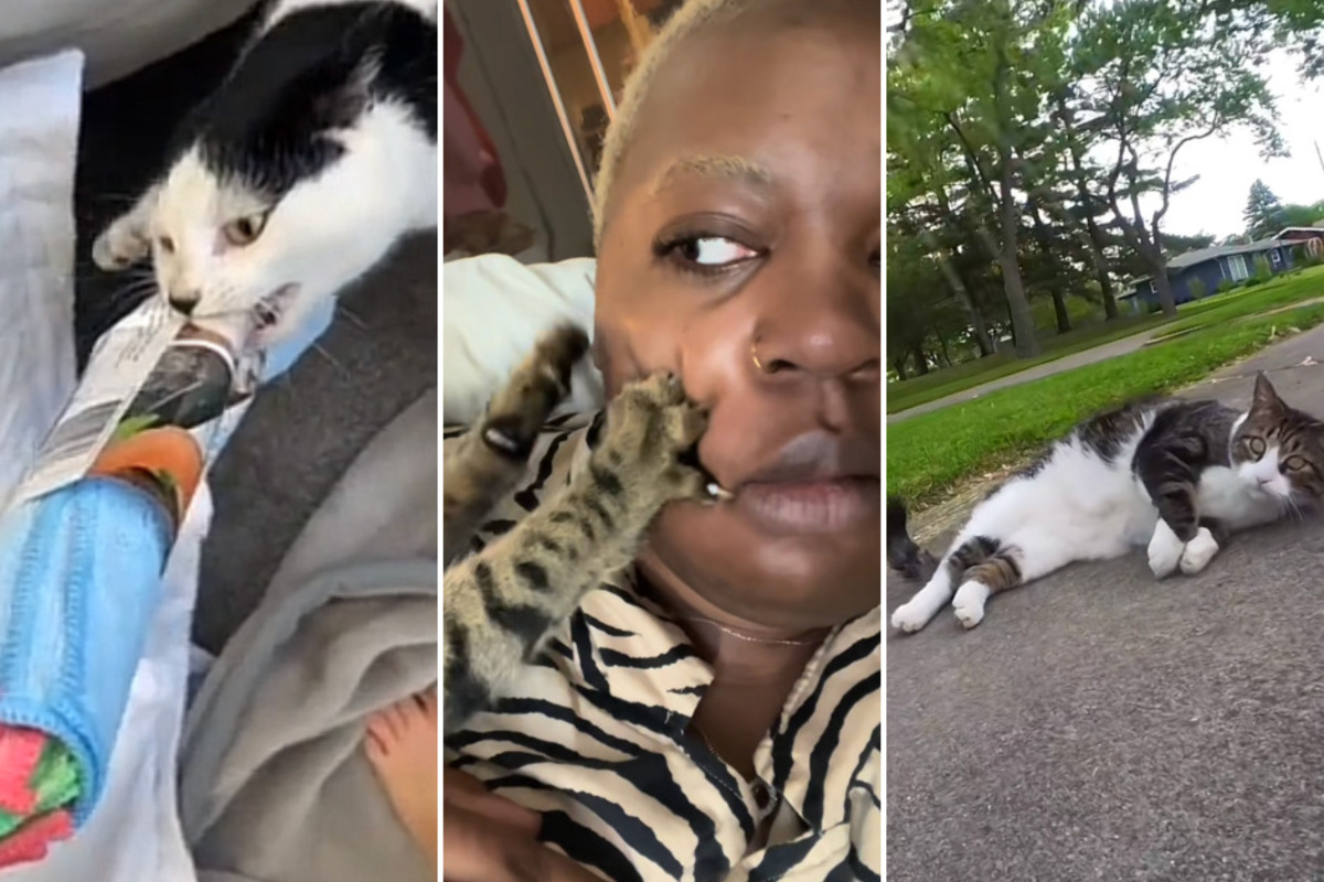 Three TikTok cats with adorably adventurous personalities