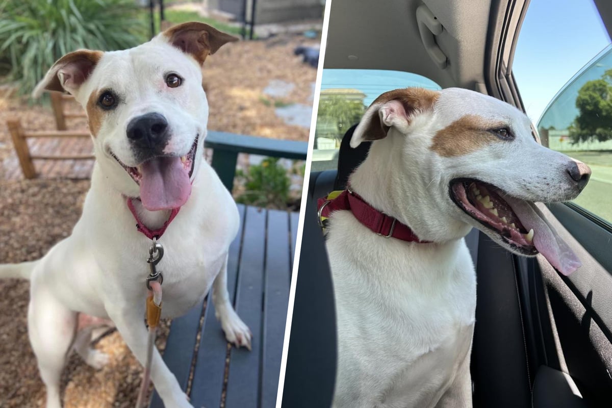 Shelter dog gets brief glimpse of freedom before having dreams cruelly ...