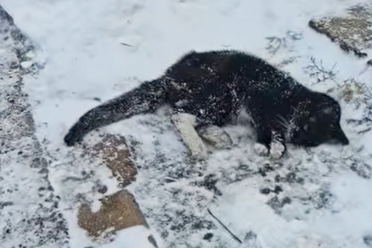 Frozen cat found in snowbank – when her owner is contacted, rescuers ...