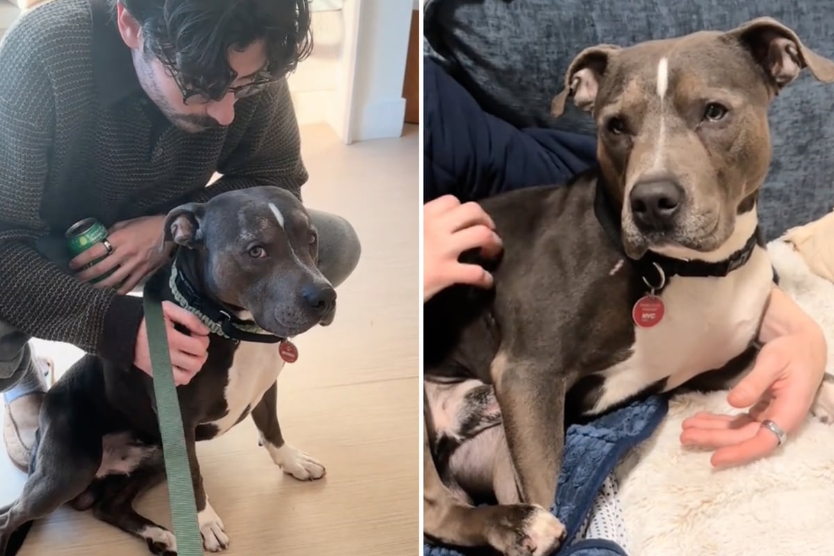 Dog rescuers learn shocking truth behind pit bull's abandonment