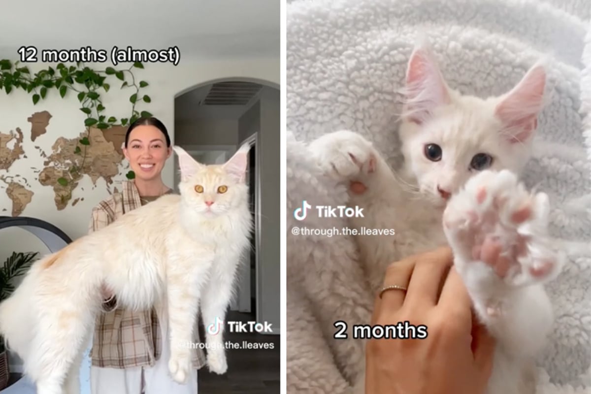 TikToker shows off Maine Coon cat's wild growth evolution!