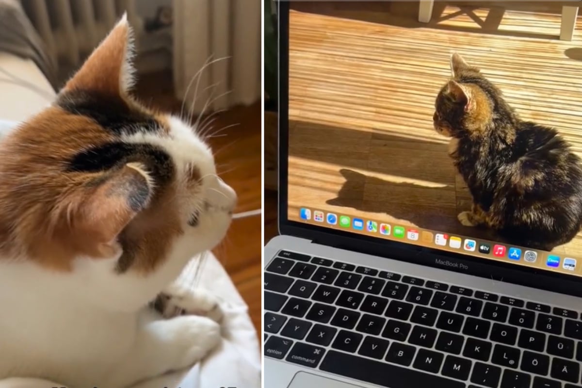 Cat sees photo of her dead brother on laptop – what happens next is ...