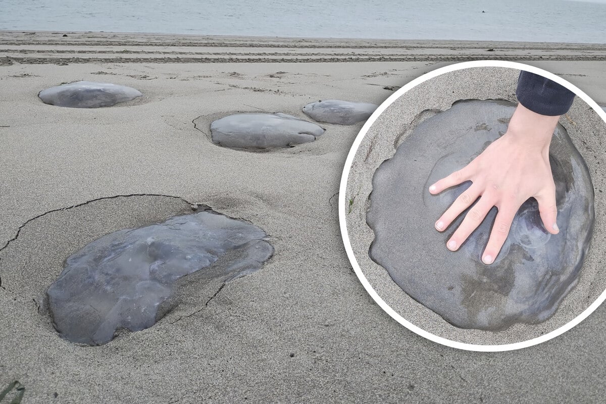 Mysterious balls of goo wash up on west coast beaches – what are they?
