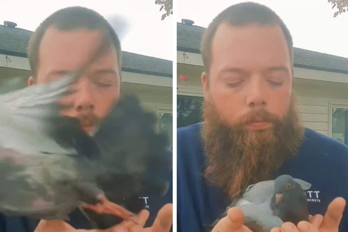 Epic fail pigeon release delights millions on TikTok