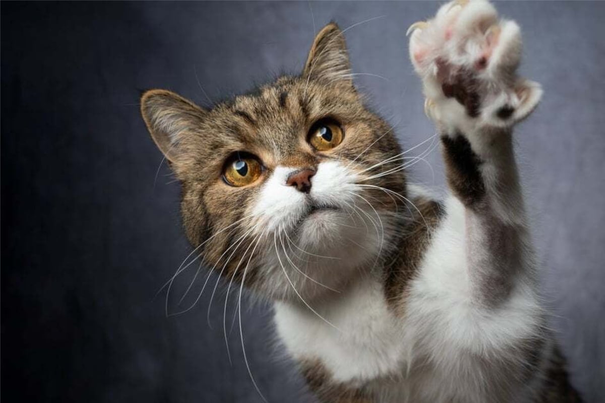 Why do cats scratch? Everything you need to know about cat scratching