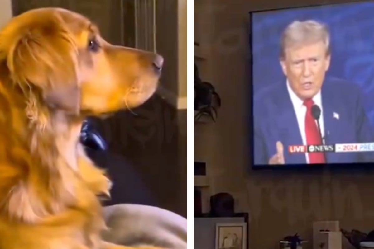 Dog has perfect reaction to Trump's bizarre pet-eating debate claims