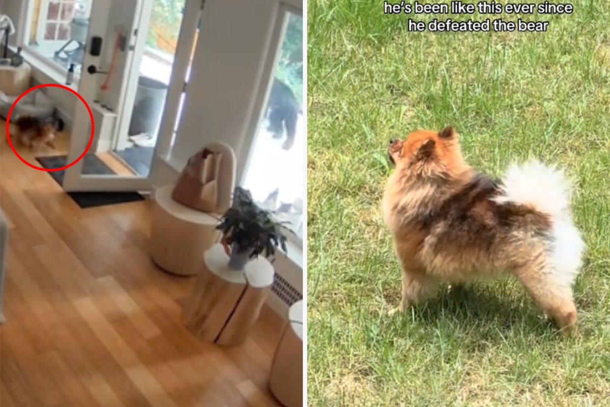 Tiny Pomeranian dog frightens off a wild bear in shocking surveillance ...