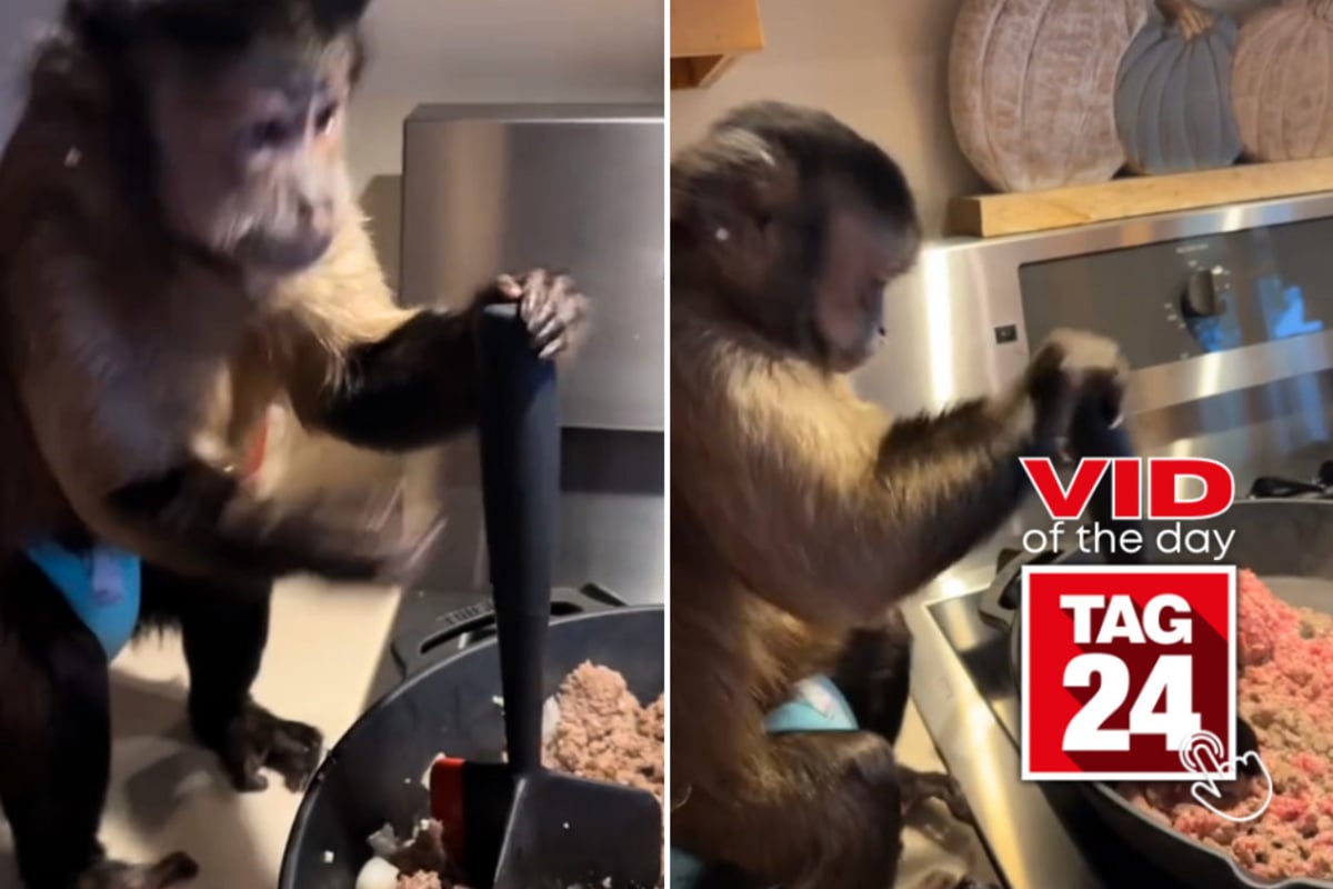 Viral Video of the Day for July 21, 2024: Pet monkey cooks hamburger ...