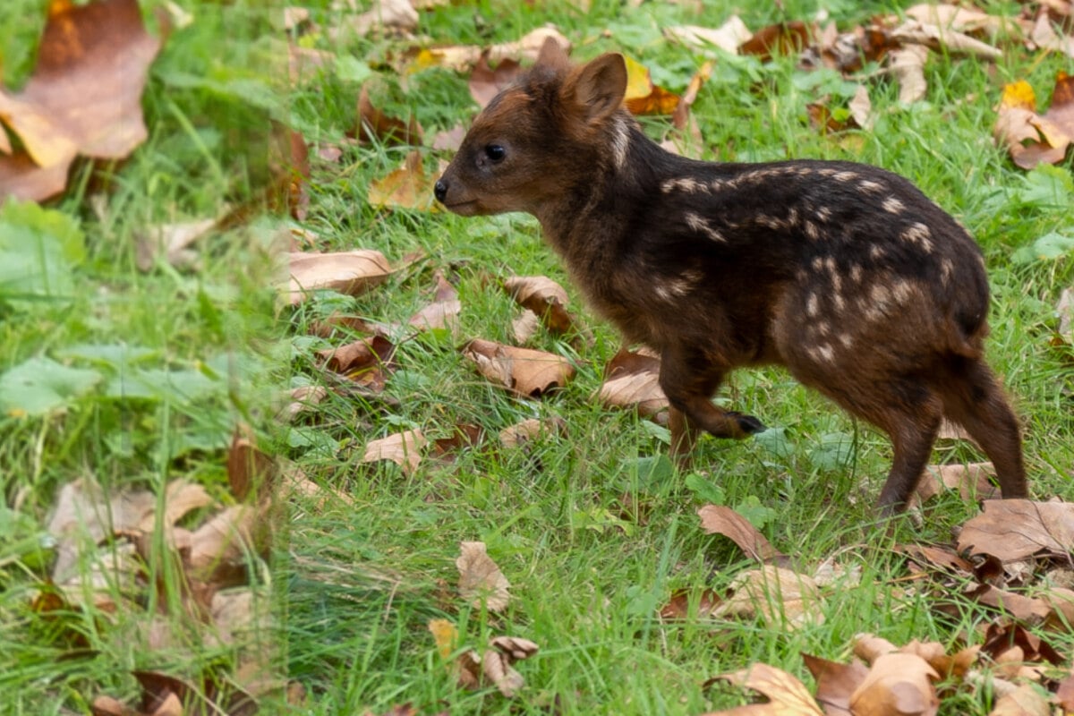 Kaum größer als ein Hase: Kölner Zoo begrüßt Mini-Hirsch