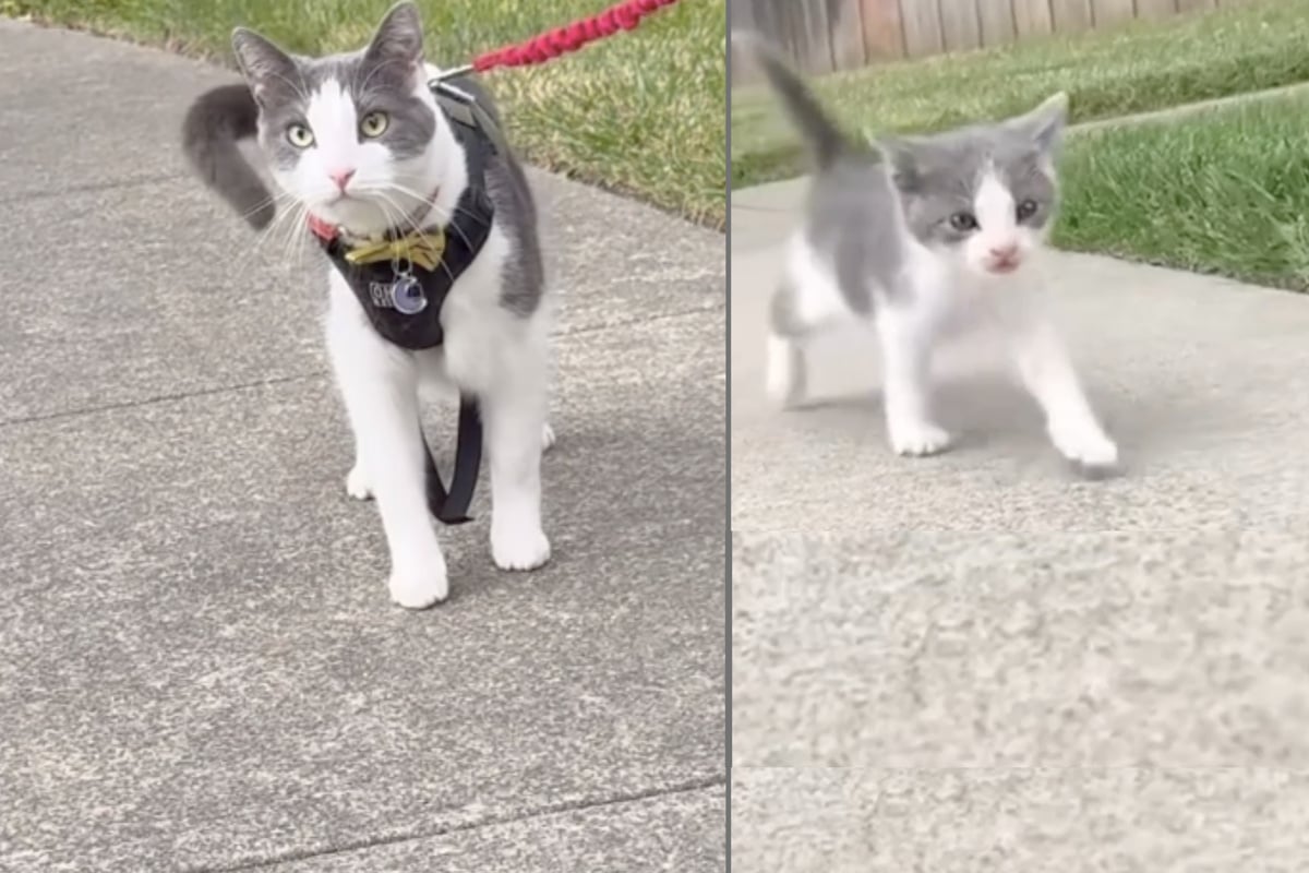 Cat has sweetest reaction after being brought to the place where he was ...