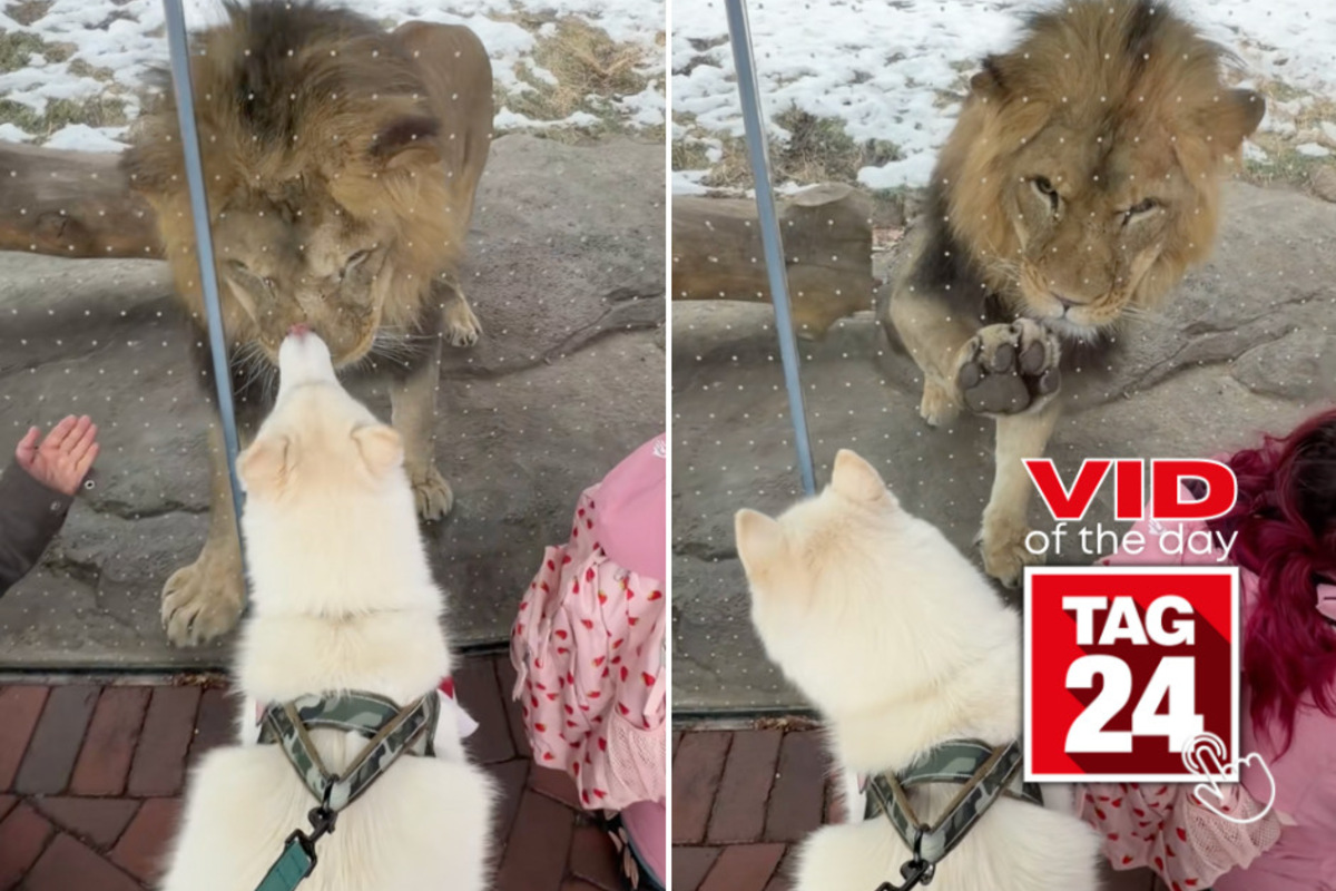 Viral Video of the Day for January 5, 2026: Husky has playful standoff ...