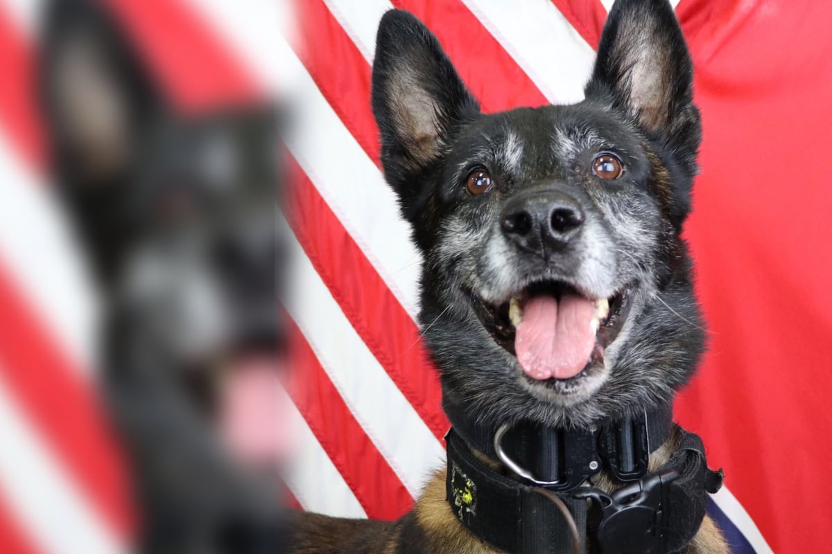 Heroic police dog dies in the line of duty