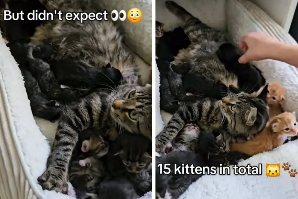 Cat owner prepares for birth of kittens – but is shocked to see just ...