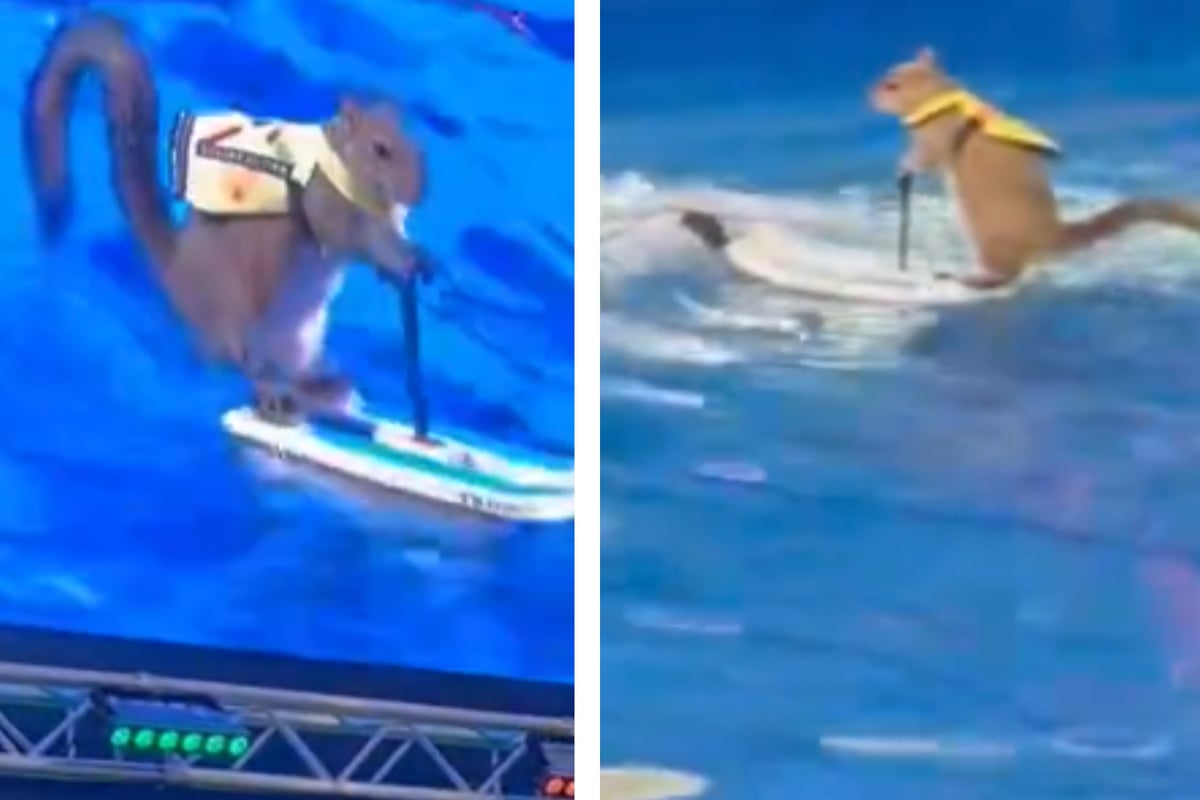 Squirrel makes waves as a water skiing pro!