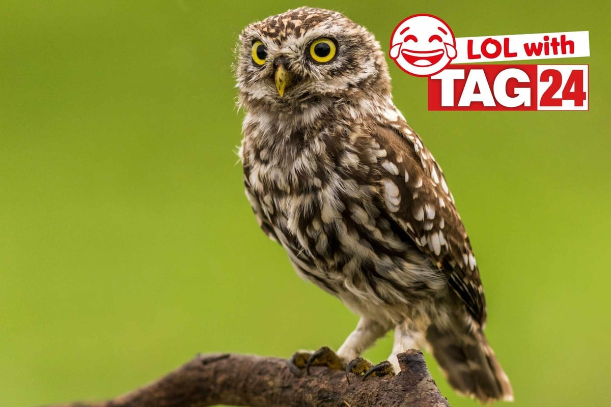 Joke of the Day for September 11, 2025: An animal joke to get your funny on