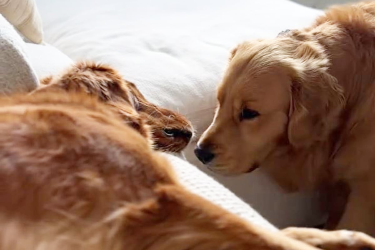 Dream Team: Sweet dog wakes his sister from her bad dreams in adorable ...
