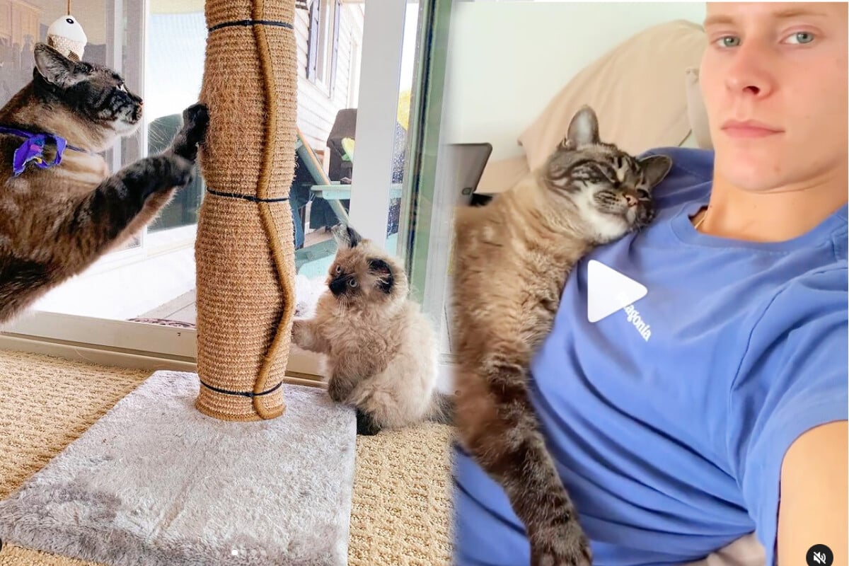 Pet owner Tyler Nock gets clingy cat a companion: "You've got a friend ...