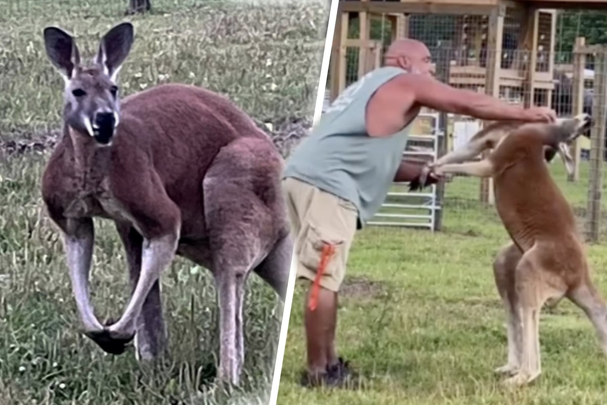 Tierpfleger Eric Slate tot im Gehege seines geliebten Kängurus Jack ...