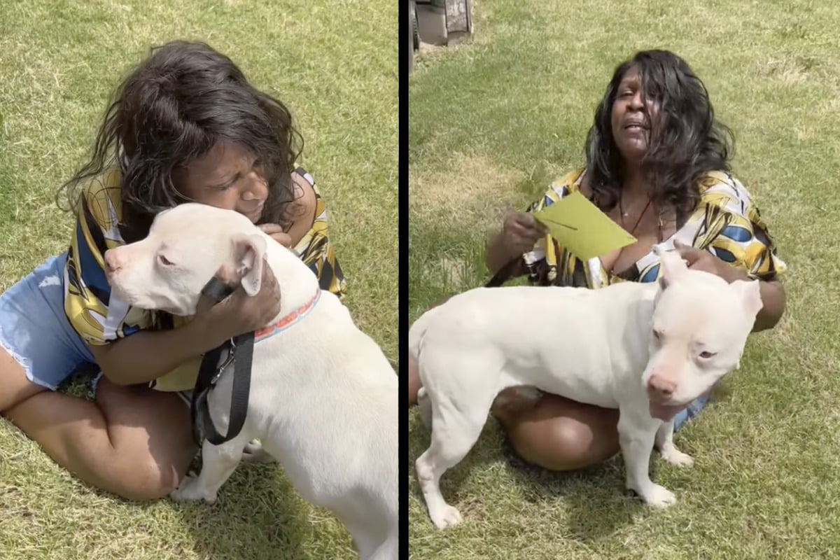 Missing dog found 1,000 miles away gets bittersweet reunion