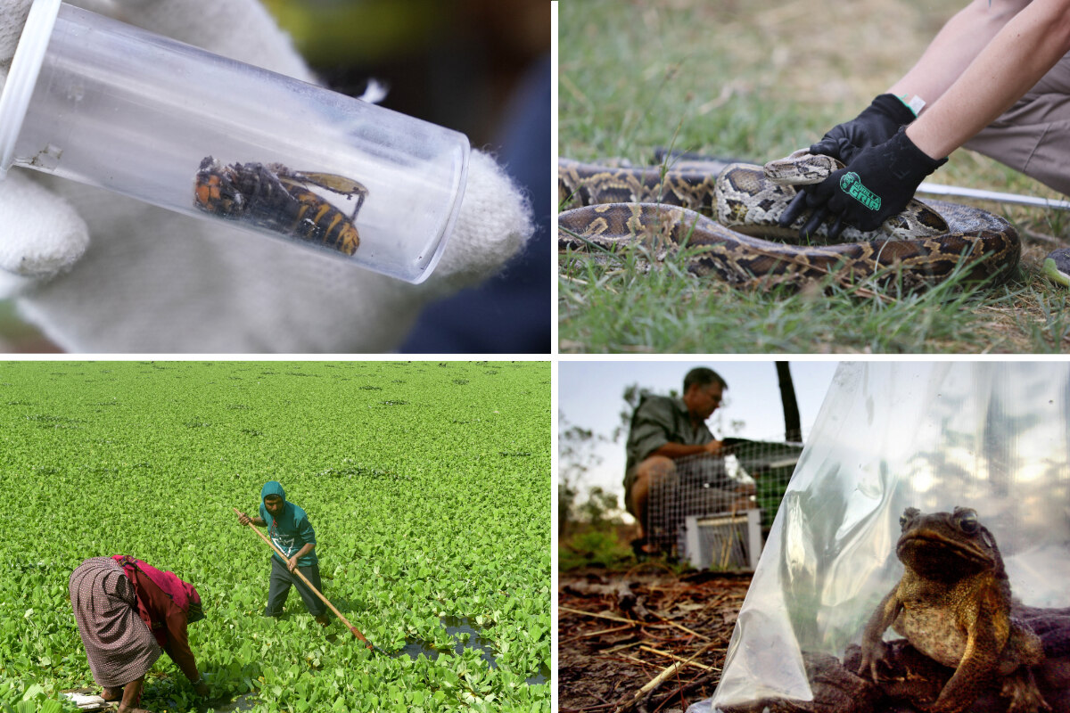 "Alien species" spreading out of control, alarming new study says