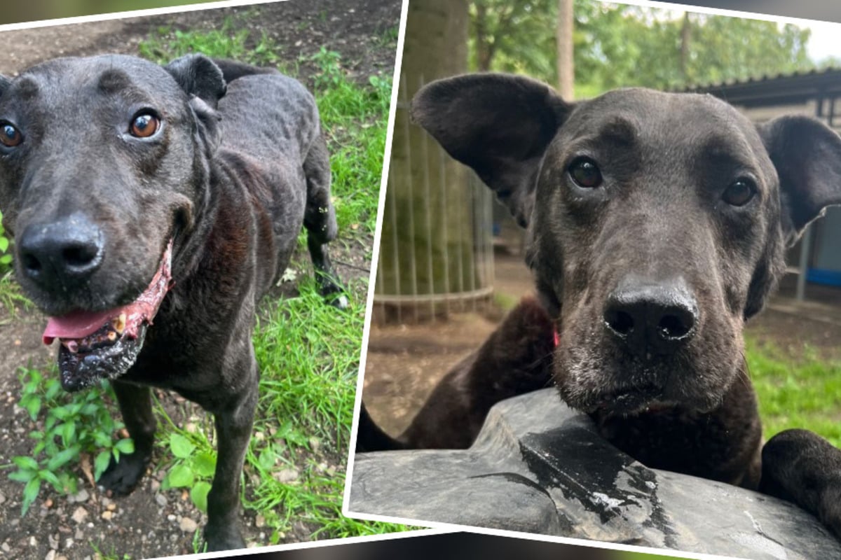 Erst vermittelt, dann zurückgegeben: Mischling Dante will endlich aus ...