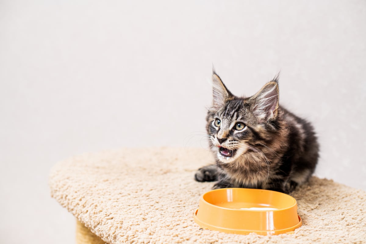 Can cats burp? What is normal burping behavior for kitties and when ...