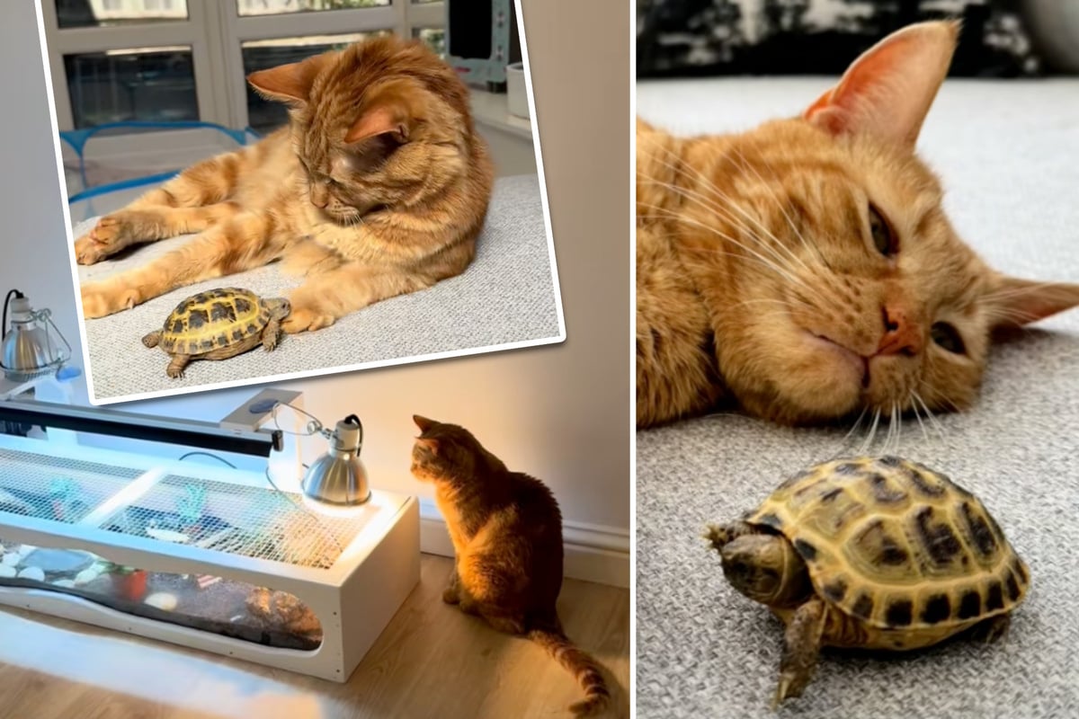 Cat and baby turtle become forever friends in this heartwarming viral video