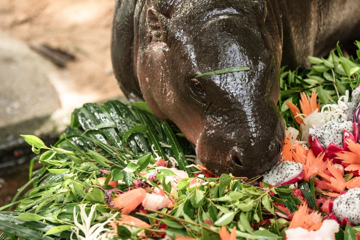 Moo Deng turns one as fans wish "hippo" birthday to world's cutest ...
