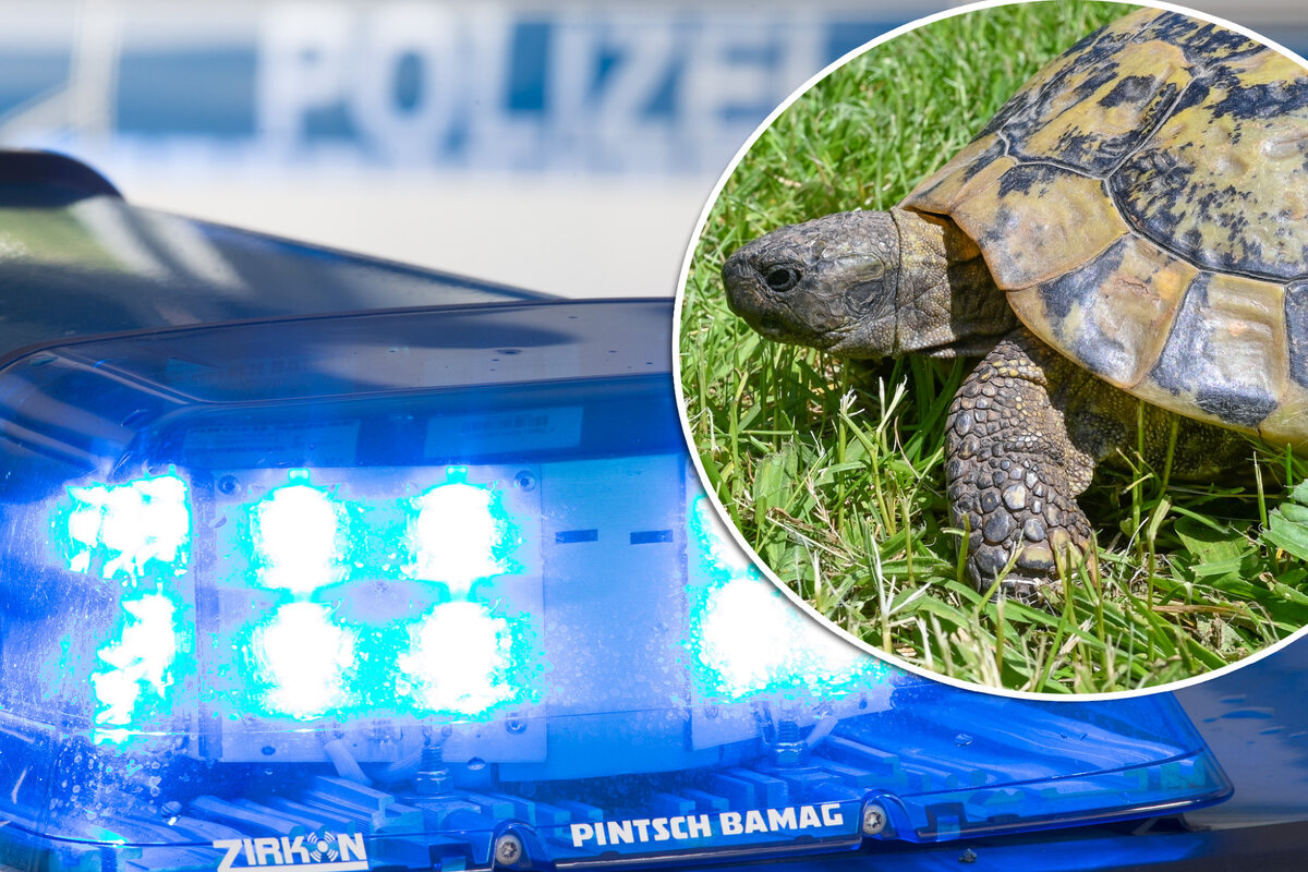 Sebnitz: Schildkröte zieht alleine durch die Stadt - Polizei nimmt ...