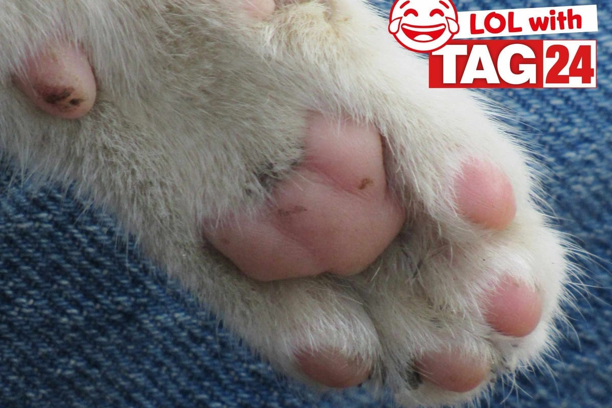 Joke of the Night for April 26, 2025: A silly cat joke in honor of Caturday