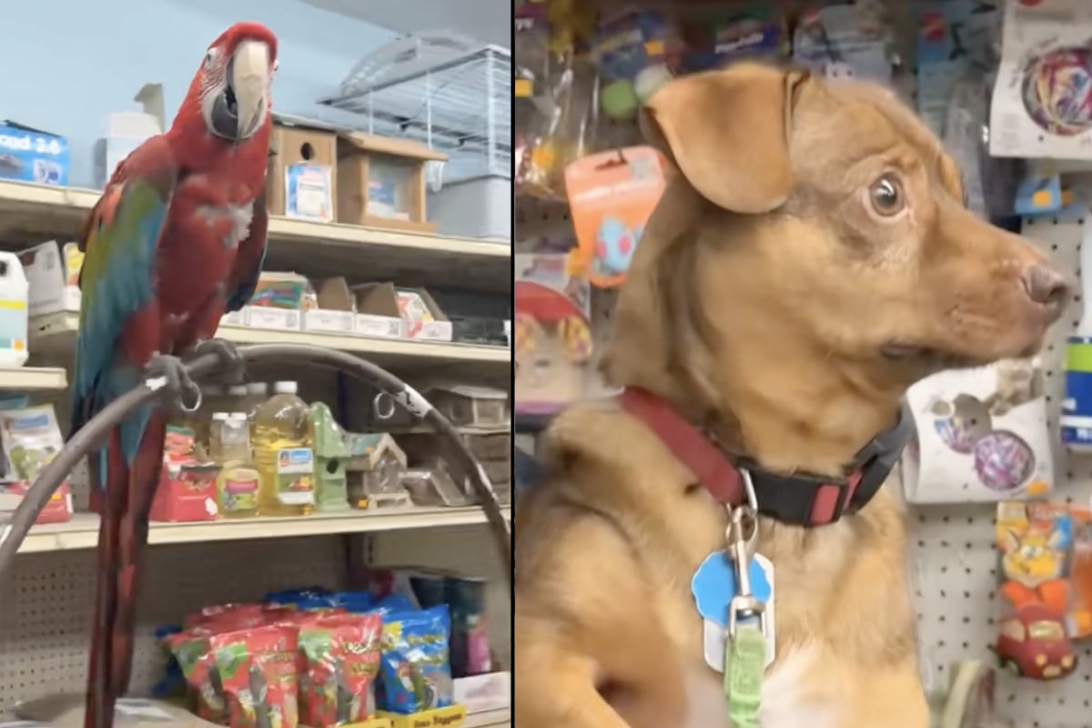 Dog meets a parrot for the first time, and his intense reaction is ...
