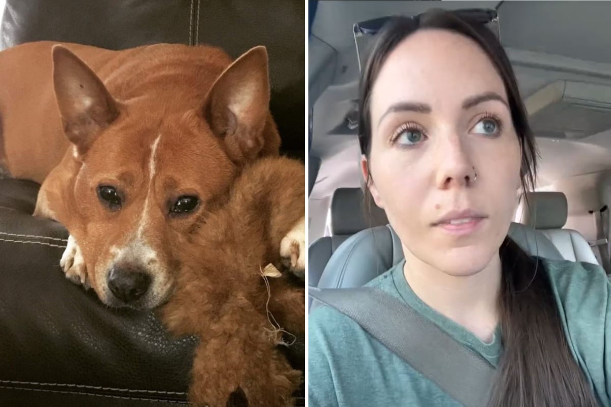 Frau trauert um toten Hund: Als sie nach oben blickt, fällt sie aus ...